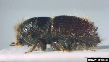 European spruce bark beetle, Ips typographus (Coleoptera: Curculionidae ...