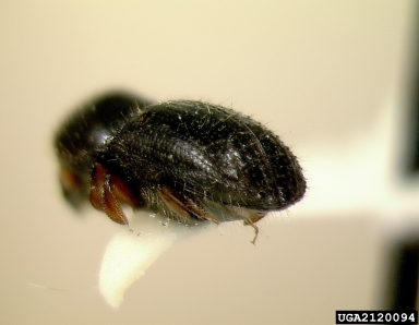 ambrosia beetle, Euwallacea validus - Mid-Atlantic Invaders Tool