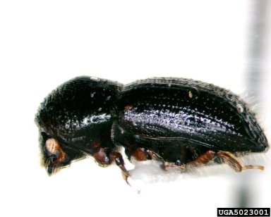 ambrosia beetle, Euwallacea validus - Mid-Atlantic Invaders Tool