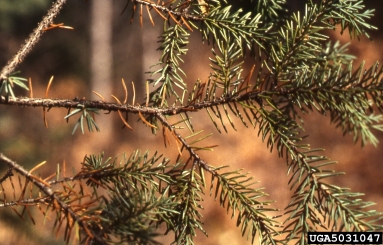 Rhizosphaera needle cast (Rhizosphaera kalkhoffii ) on white spruce ...