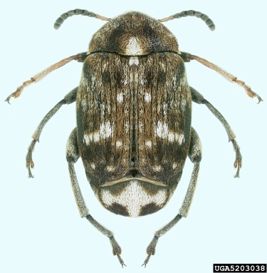 pea weevil, Bruchus pisorum (Coleoptera: Bruchidae) - 5203038