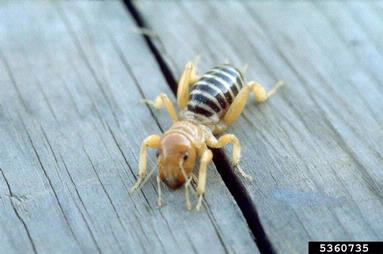 Jerusalem cricket, Stenopelmatus spp. (Orthoptera: Stenopelmatidae ...