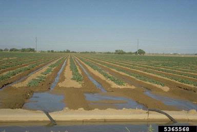Furrow Irrigation Design