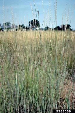 Intermediate Wheatgrass