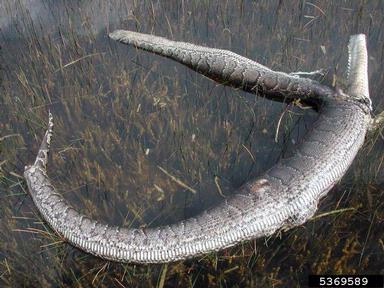 Snake Eating Crocodile Exploding