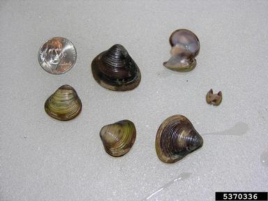 freshwater golden clam, Corbicula fluminea - Mid-Atlantic Invaders Tool