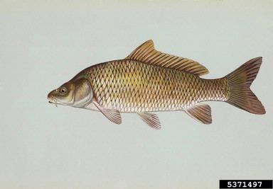common carp, Cyprinus carpio - Mid-Atlantic Invaders Tool