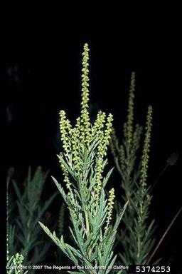 Western Ragweed Western Ragweed: Allergen Information & Map
