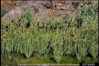 smallflower umbrella sedge, Cyperus difformis - Mid-Atlantic Invaders Tool