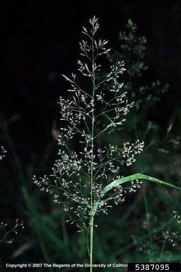 colonial bentgrass, Agrostis capillaris - Mid-Atlantic Invaders Tool