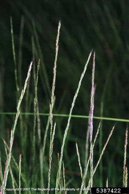 nimblewill, Muhlenbergia schreberi (Cyperales: Poaceae) - 5387422