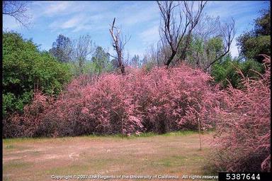 smallflower tamarisk, Tamarix parviflora - Mid-Atlantic Invaders Tool
