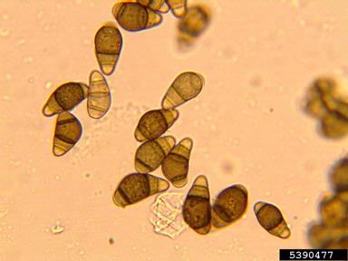 Cochliobolus - Alchetron, The Free Social Encyclopedia