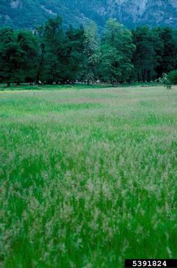 colonial bentgrass, Agrostis capillaris - Mid-Atlantic Invaders Tool