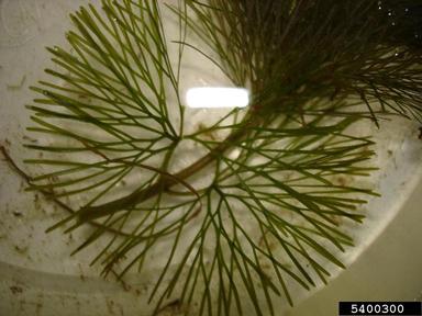 Carolina fanwort, fanwort, Cabomba caroliniana - Mid-Atlantic Invaders Tool