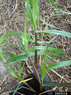 broadleaf signalgrass, Urochloa platyphylla - Mid-Atlantic Invaders Tool