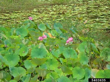 Sacred lotus, Nelumbo nucifera - Mid-Atlantic Invaders Tool