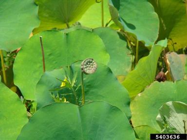 Sacred lotus, Nelumbo nucifera - Mid-Atlantic Invaders Tool