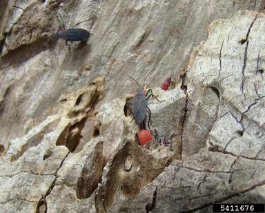 Goldenrain Tree Bug goldenrain-tree bug, Jadera haematoloma (Hemiptera ...