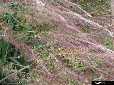 Molasses Grass
