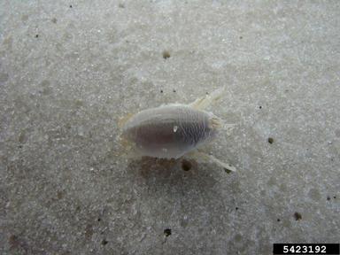 atlantic sand crab, Emerita talpoida (Decapoda: Hippidae) - 5423192