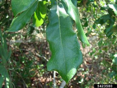 Quercus Chapmanii