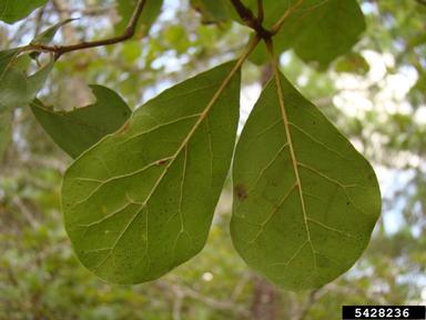 Quercus arkansana - Alchetron, The Free Social Encyclopedia