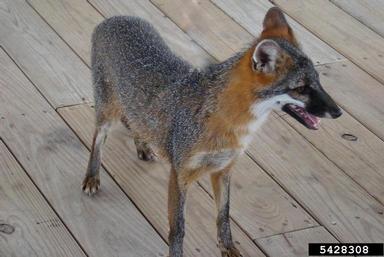 Urocyon Cinereoargenteus Kit Grey Fox Urocyon Cinereoargenteus #9 Art