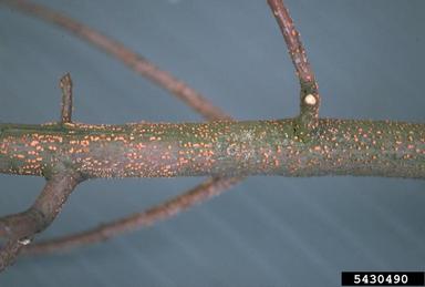 Nectria canker (Nectria spp. ) on silver maple (Acer saccharinum ...
