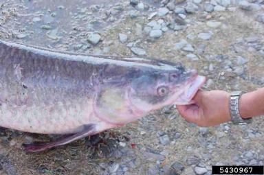 black carp, Mylopharyngodon piceus (Cypriniformes: Cyprinidae) - 5430967
