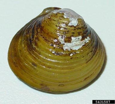Asian clam, Corbicula fluminea (Veneroida: Cyrenidae) - 5431587