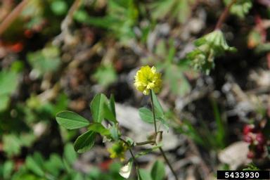 large hop clover, Trifolium campestre - Mid-Atlantic Invaders Tool