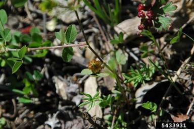 large hop clover, Trifolium campestre - Mid-Atlantic Invaders Tool