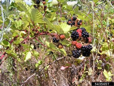 Himalayan Blackberry Distribution Map A Slightly Obsessive Guide To