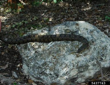 Blotched Water Snake, Nerodia erythrogaster transversa (Squamata ...