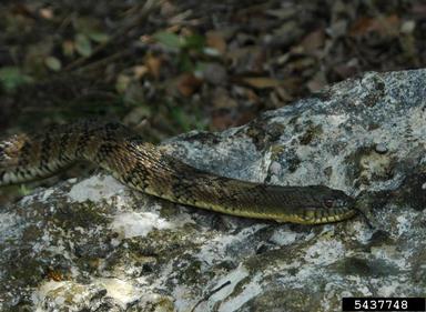 Blotched Water Snake, Nerodia erythrogaster transversa (Squamata ...