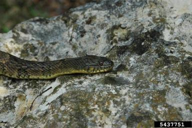 Blotched Water Snake, Nerodia erythrogaster transversa (Squamata ...