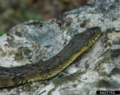 Blotched Water Snake, Nerodia erythrogaster transversa (Squamata ...