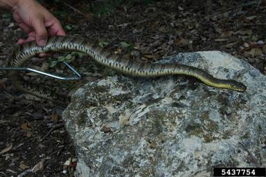 Blotched Water Snake, Nerodia erythrogaster transversa (Squamata ...