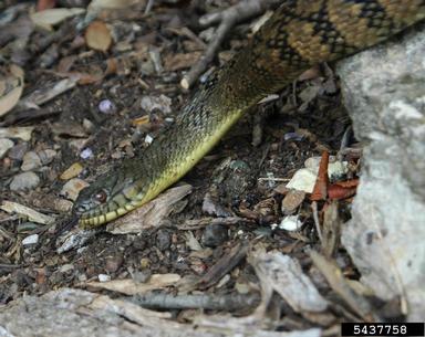 Blotched Water Snake, Nerodia erythrogaster transversa (Squamata ...