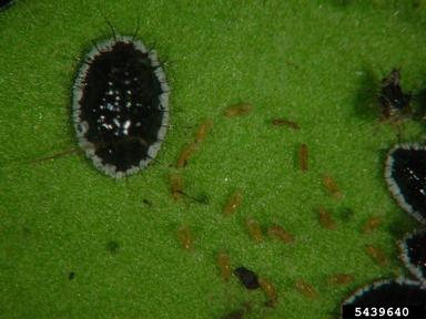 citrus blackfly (Aleurocanthus woglumi ) on citrus (Citrus spp. ) - 5439640