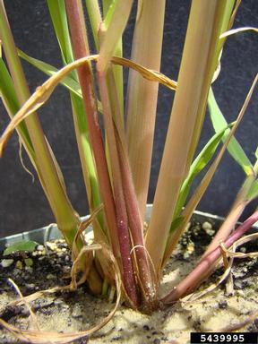 broadleaf signalgrass, Urochloa platyphylla - Mid-Atlantic Invaders Tool