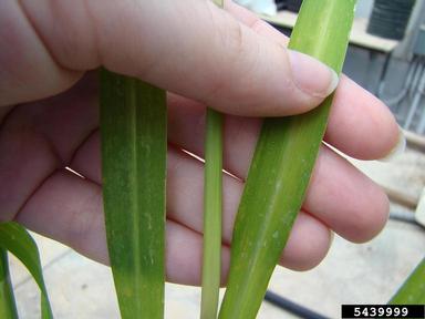 broadleaf signalgrass, Urochloa platyphylla - Mid-Atlantic Invaders Tool