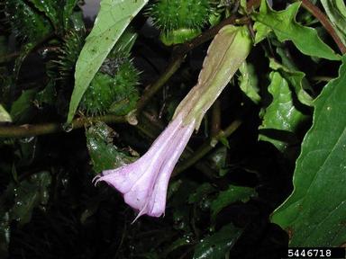 Jimson Weed Effects