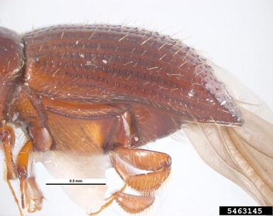 ambrosia beetle, Euwallacea validus - Mid-Atlantic Invaders Tool