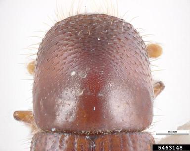 ambrosia beetle, Euwallacea validus - Mid-Atlantic Invaders Tool
