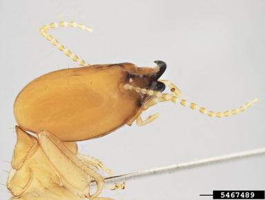 Rhinotermitidae Fontanelle