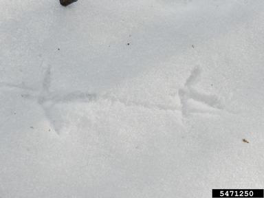 Ruffed Grouse Tracks