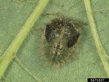 kudzu bug, Megacopta cribraria (Hemiptera: Plataspidae) - 5471837