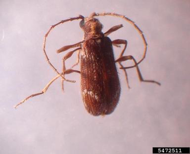 Spider Beetle Larvae UF/IFAS Stored Product Pests Photographs CD ROM